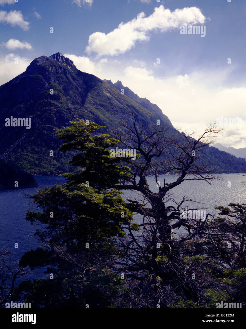 Lenga tree hi-res stock photography and images - Alamy