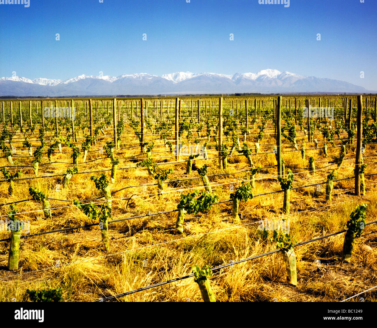 newly planted vineyard in Argentina with Andes mountains in the ...