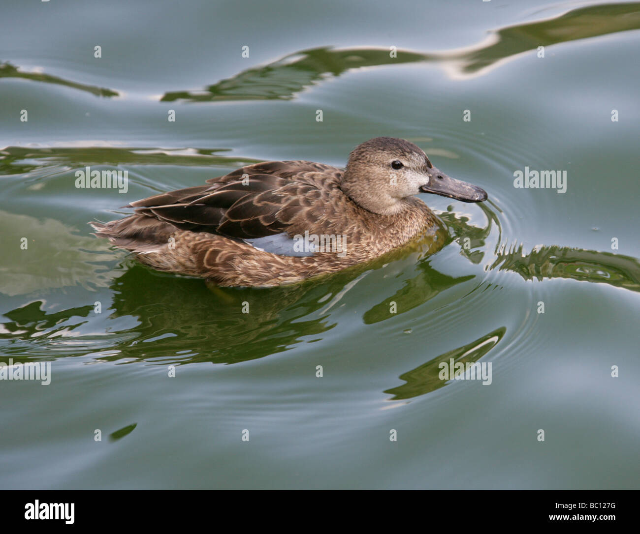 Female Blue-winged Teal, Anas discors, Anatidae Stock Photo - Alamy