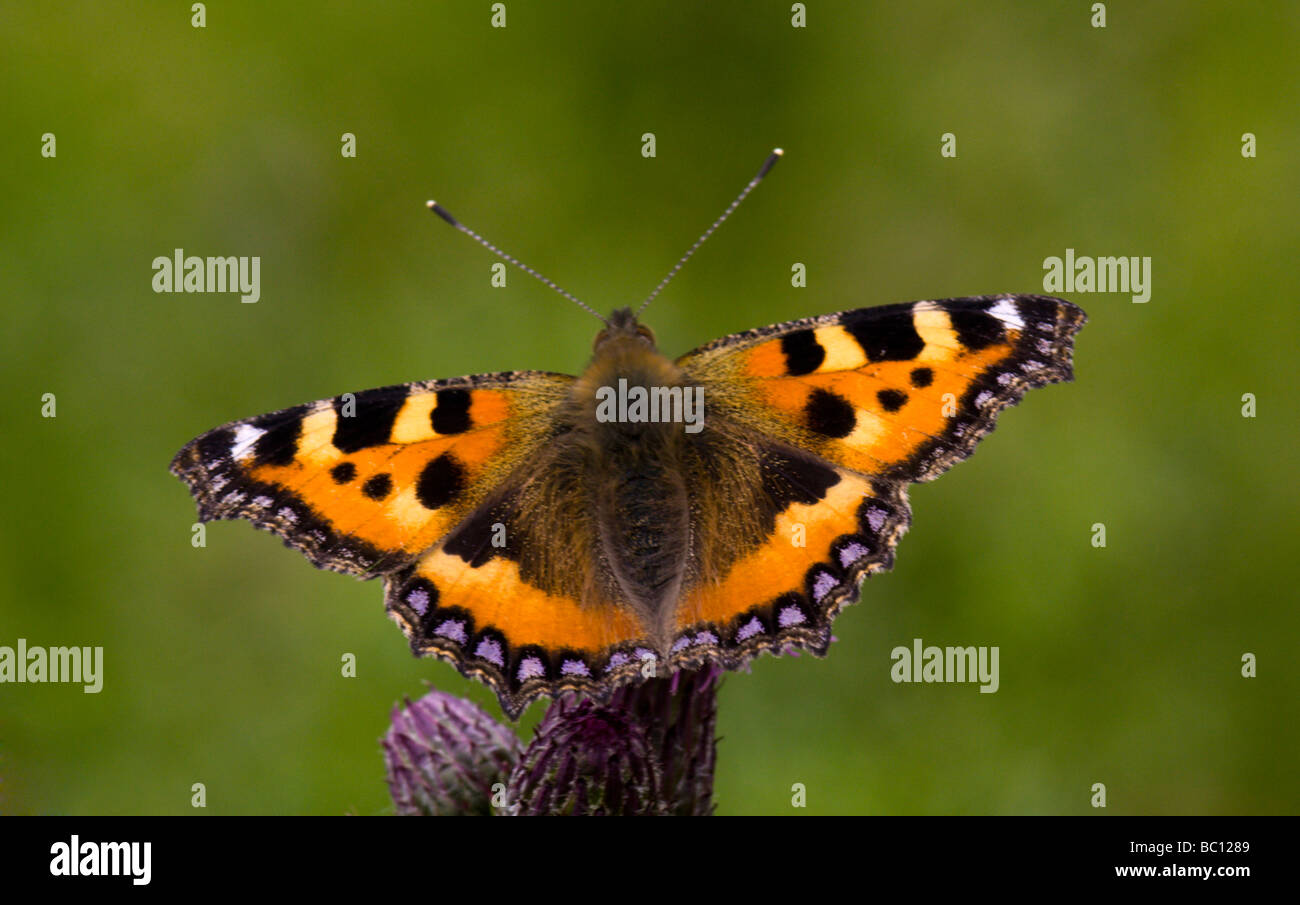 Small Tortoiseshell Butterfly Stock Photo - Alamy