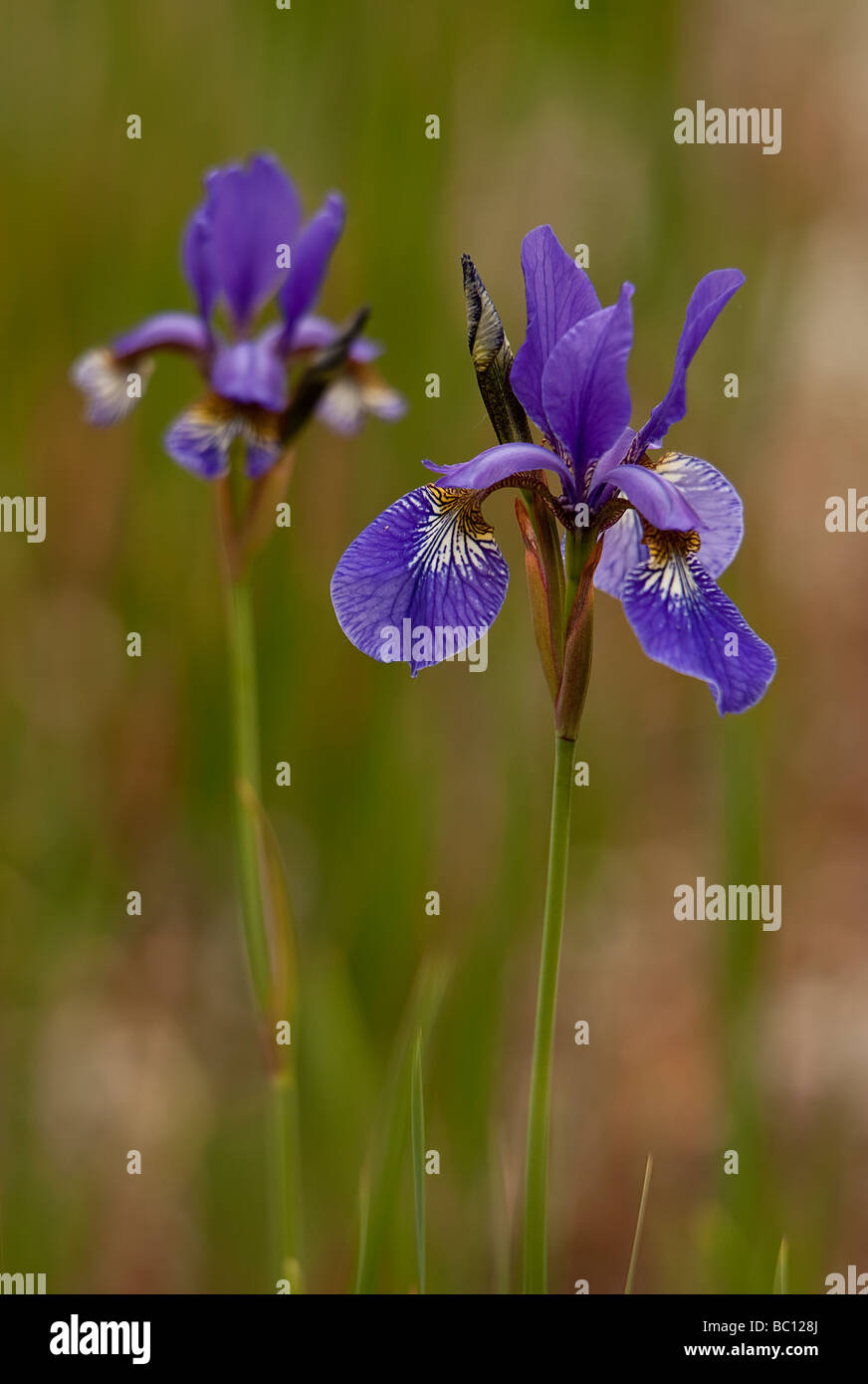Purple Siberian Irises in naturalized background Stock Photo - Alamy