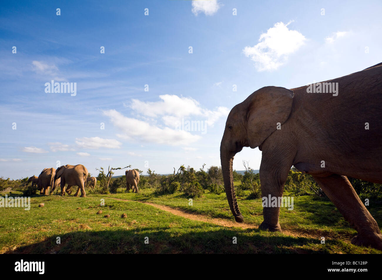 South Africa, Eastern Cape Province, Addo Elephant National Park ...