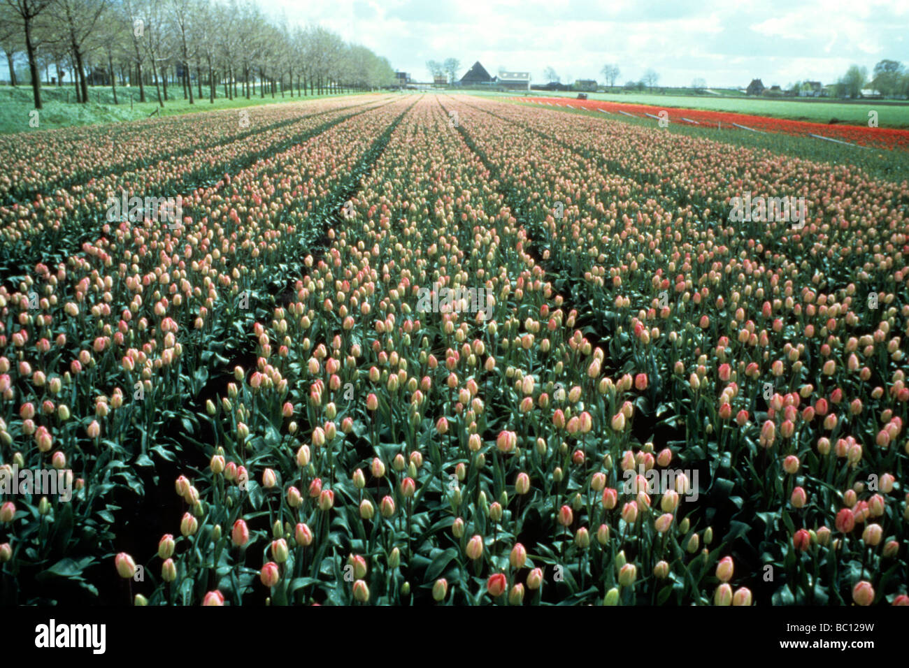 holland Tulips cultivation Stock Photo - Alamy