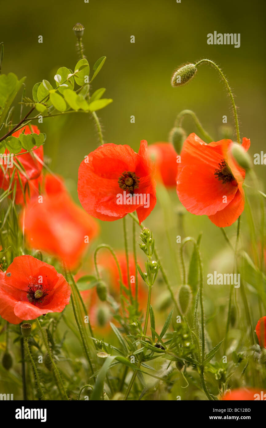 Sunny side up poppies hi-res stock photography and images - Alamy