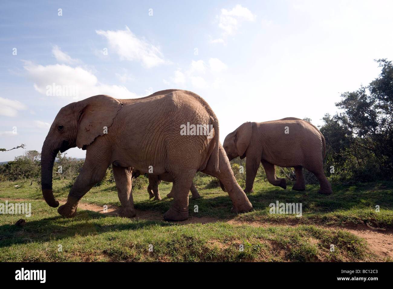 South Africa, Eastern Cape Province, Addo Elephant National Park ...