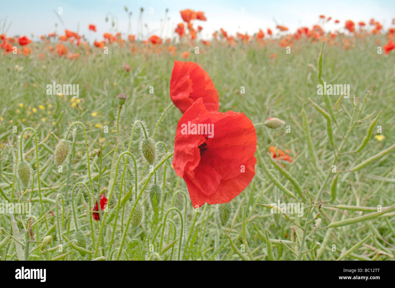 Wildflower field south hi-res stock photography and images - Alamy