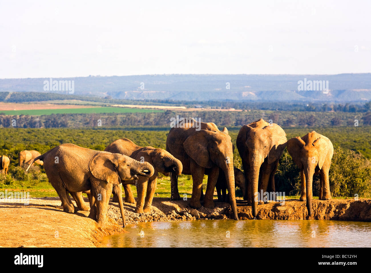 South Africa, Eastern Cape Province, Addo Elephant National Park ...