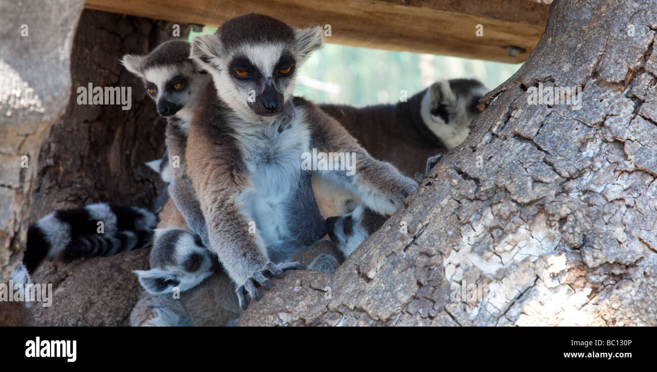 Greek zoo animals hi-res stock photography and images - Alamy