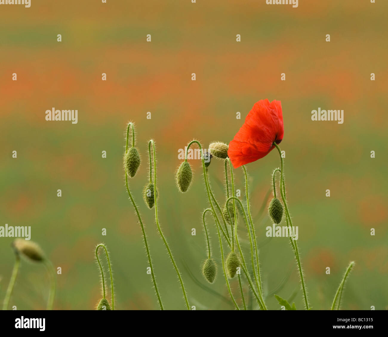 Poppies budding hi-res stock photography and images - Alamy