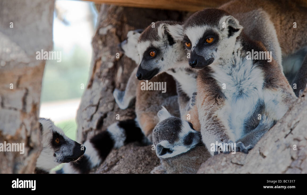 Greek zoo animals hi-res stock photography and images - Alamy