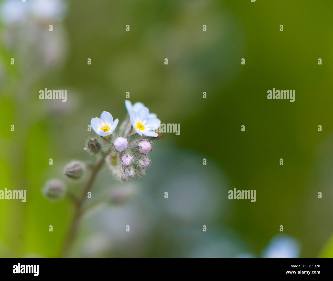 Pale blue forget me not hi-res stock photography and images - Alamy