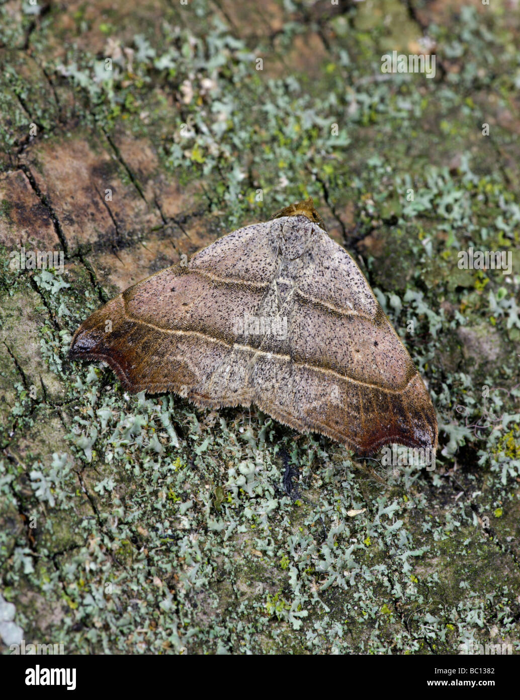Beautiful hook tip hi-res stock photography and images - Alamy