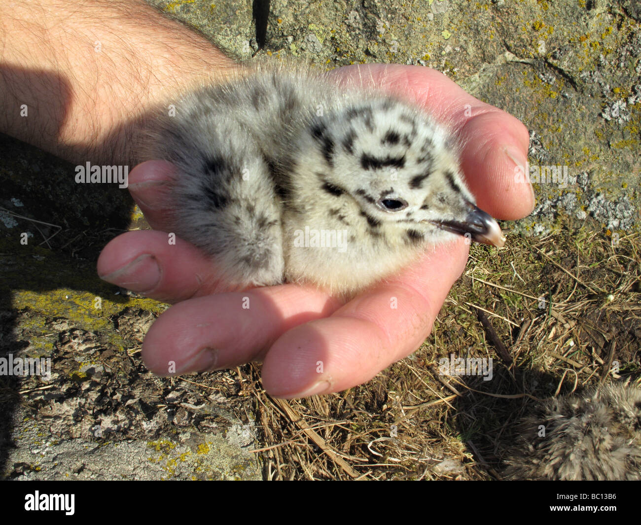 One day old wild herring gull chicken comfortably rests in a man s hand ...