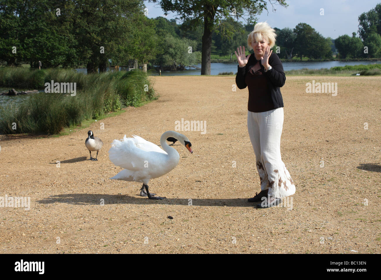 Mute Swan Attack