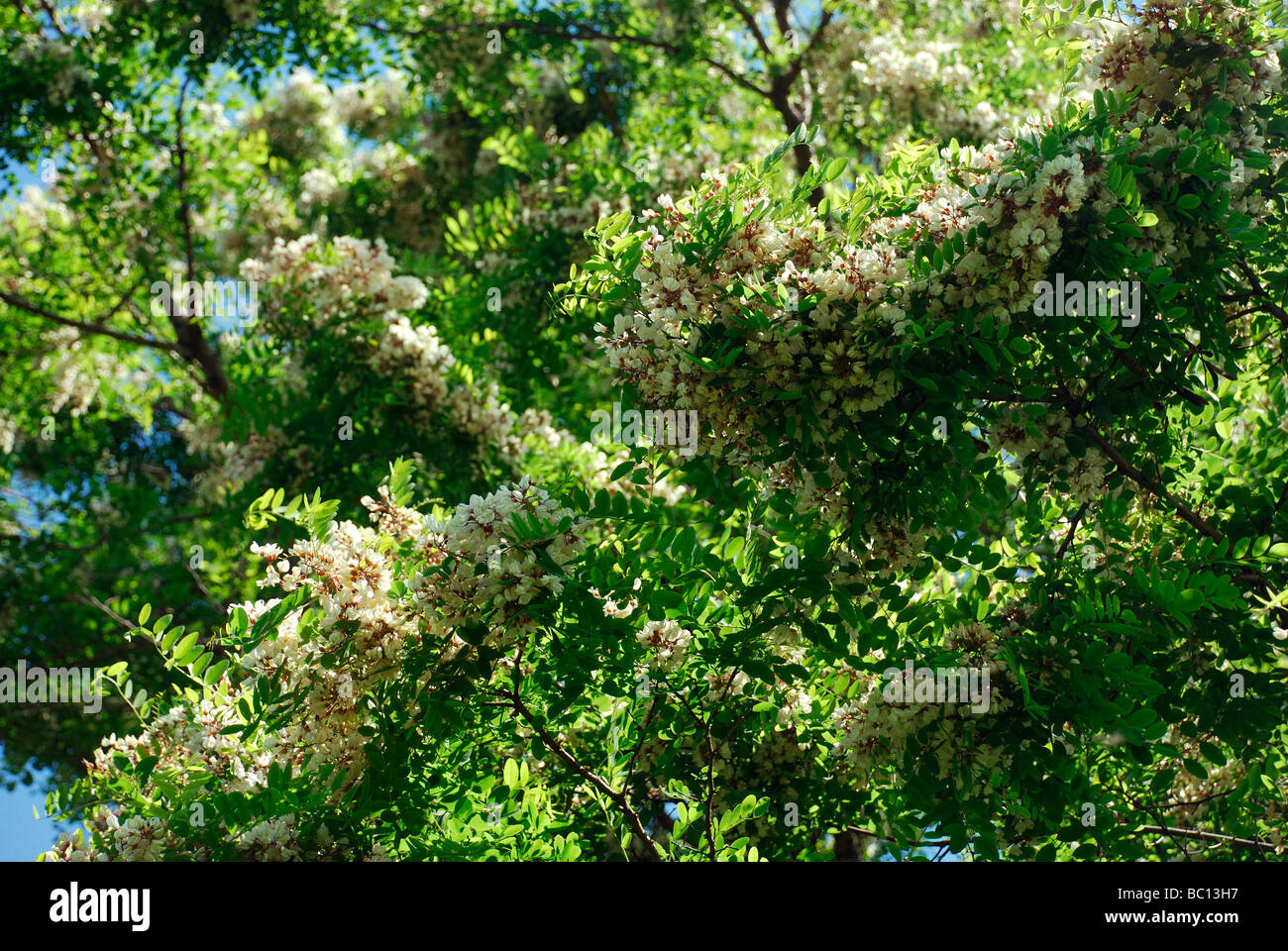 close up of Black Locust tree Robinia pseudoacacia L flowers blooming ...