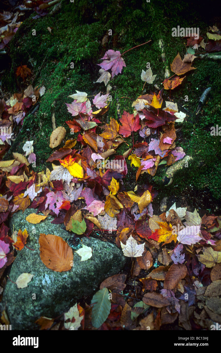fall foliage color leaf leaves grass autumn nature forest natural ...