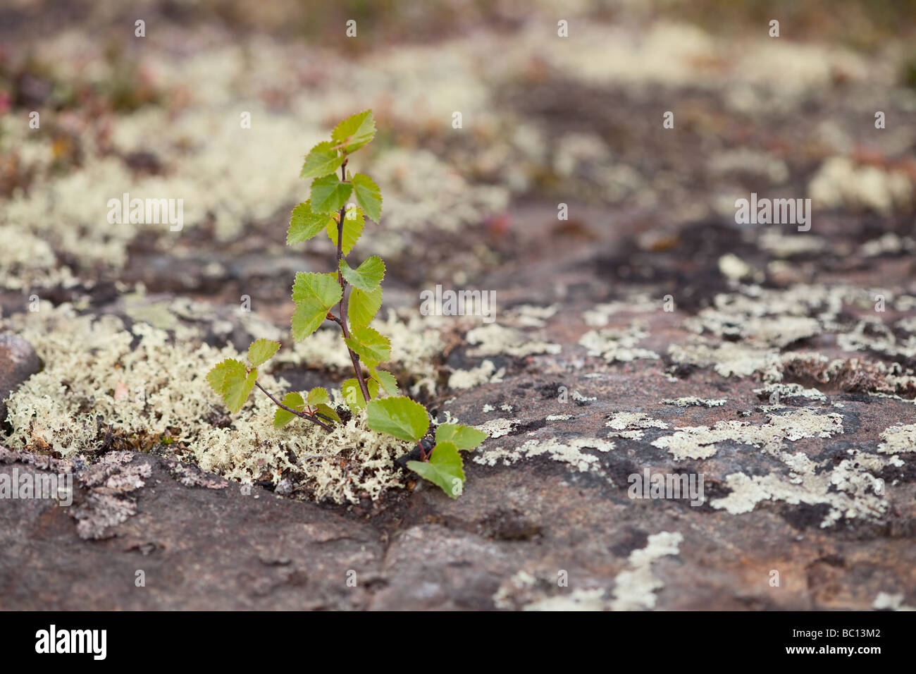 Small birch living on a rock surface Stock Photo - Alamy