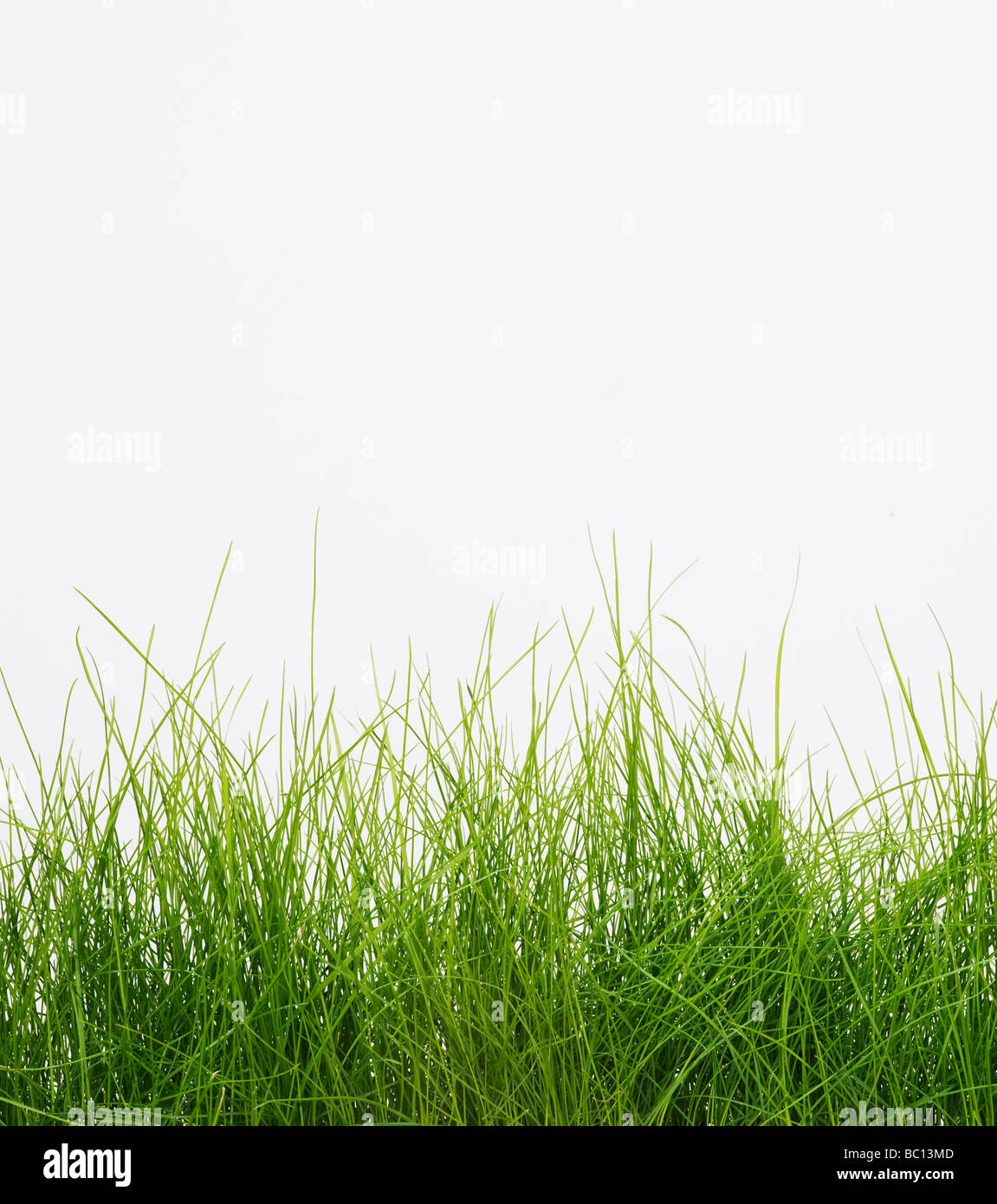 Grass in front of white background Stock Photo - Alamy
