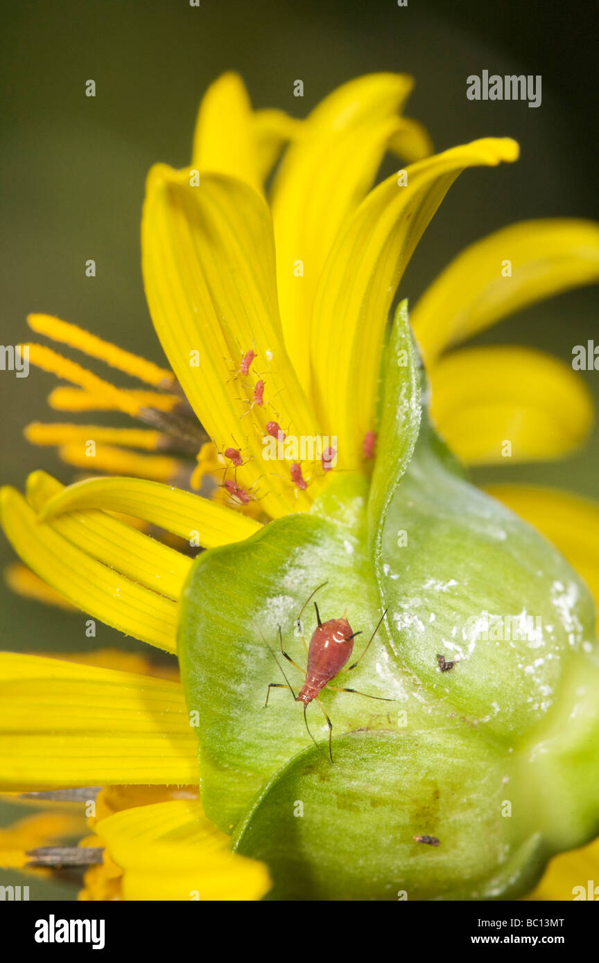 Aphid parasite hi-res stock photography and images - Alamy