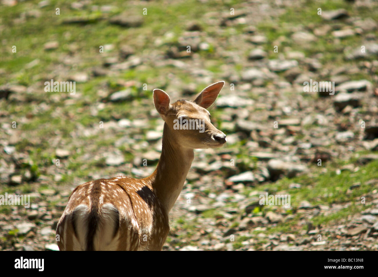 Buck with fawn hi-res stock photography and images - Alamy