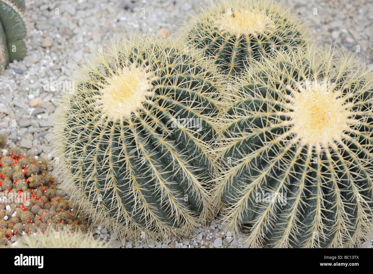 Cactus Type of spiny succulent plant Stock Photo - Alamy