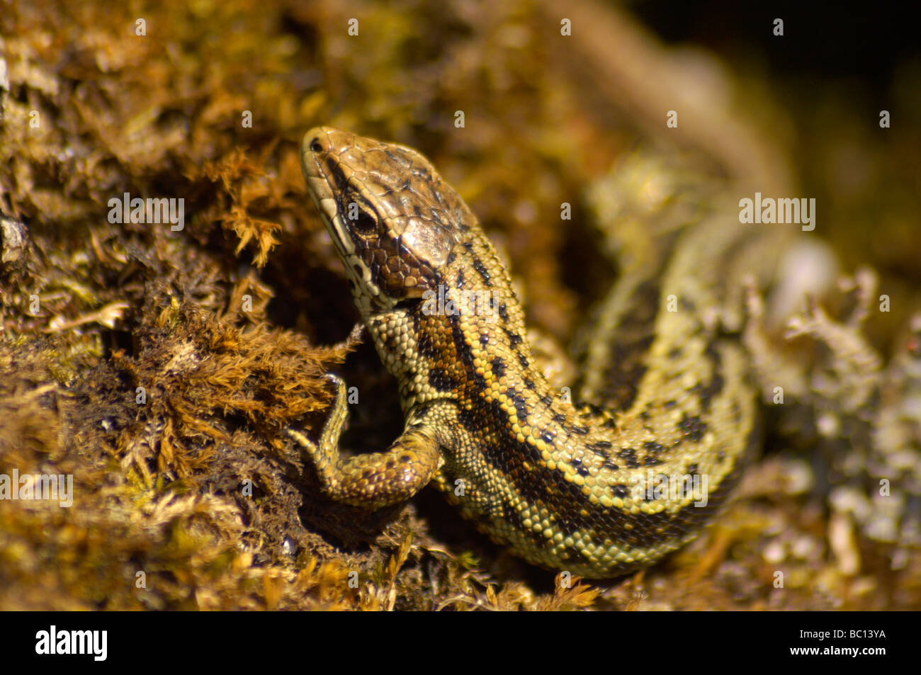 Common lizard sat on granite basking in the sun on Dartmoor Devon UK ...