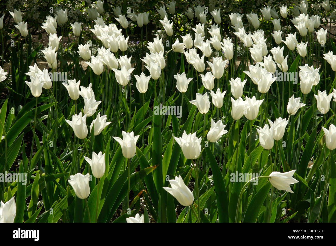 Alnwick garden northumberland tulips hi-res stock photography and ...