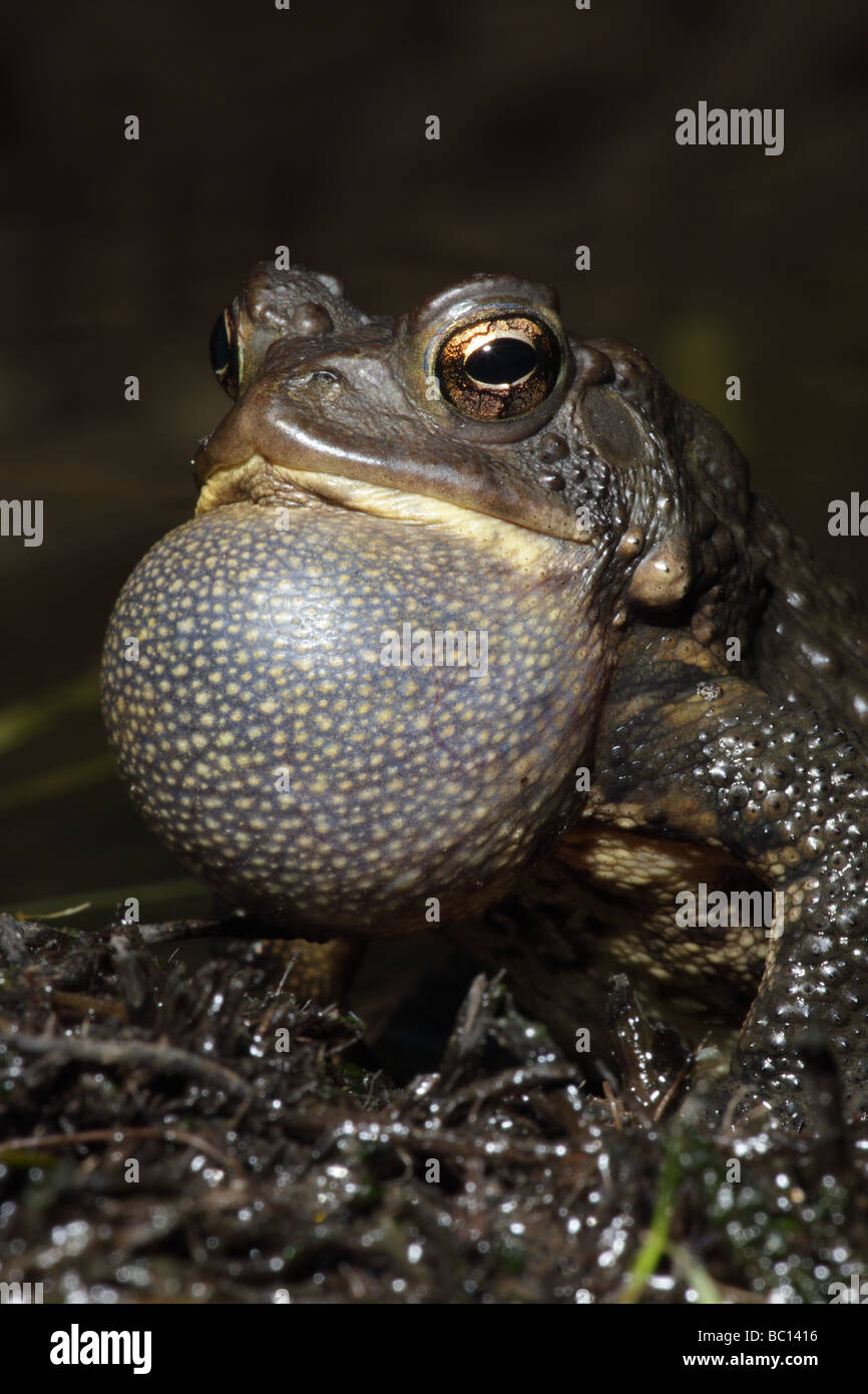 American toad calling bufo americanus hi-res stock photography and ...