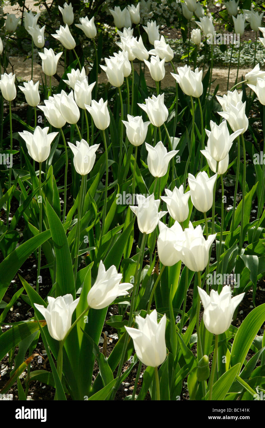 Alnwick garden northumberland tulips hi-res stock photography and ...