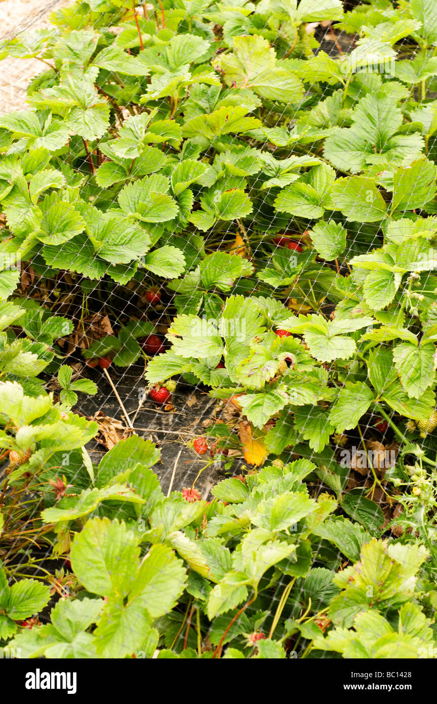 Berry picking patch hi-res stock photography and images - Alamy