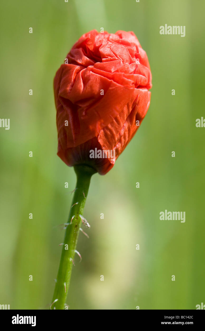Corn poppy blooming hi-res stock photography and images - Alamy