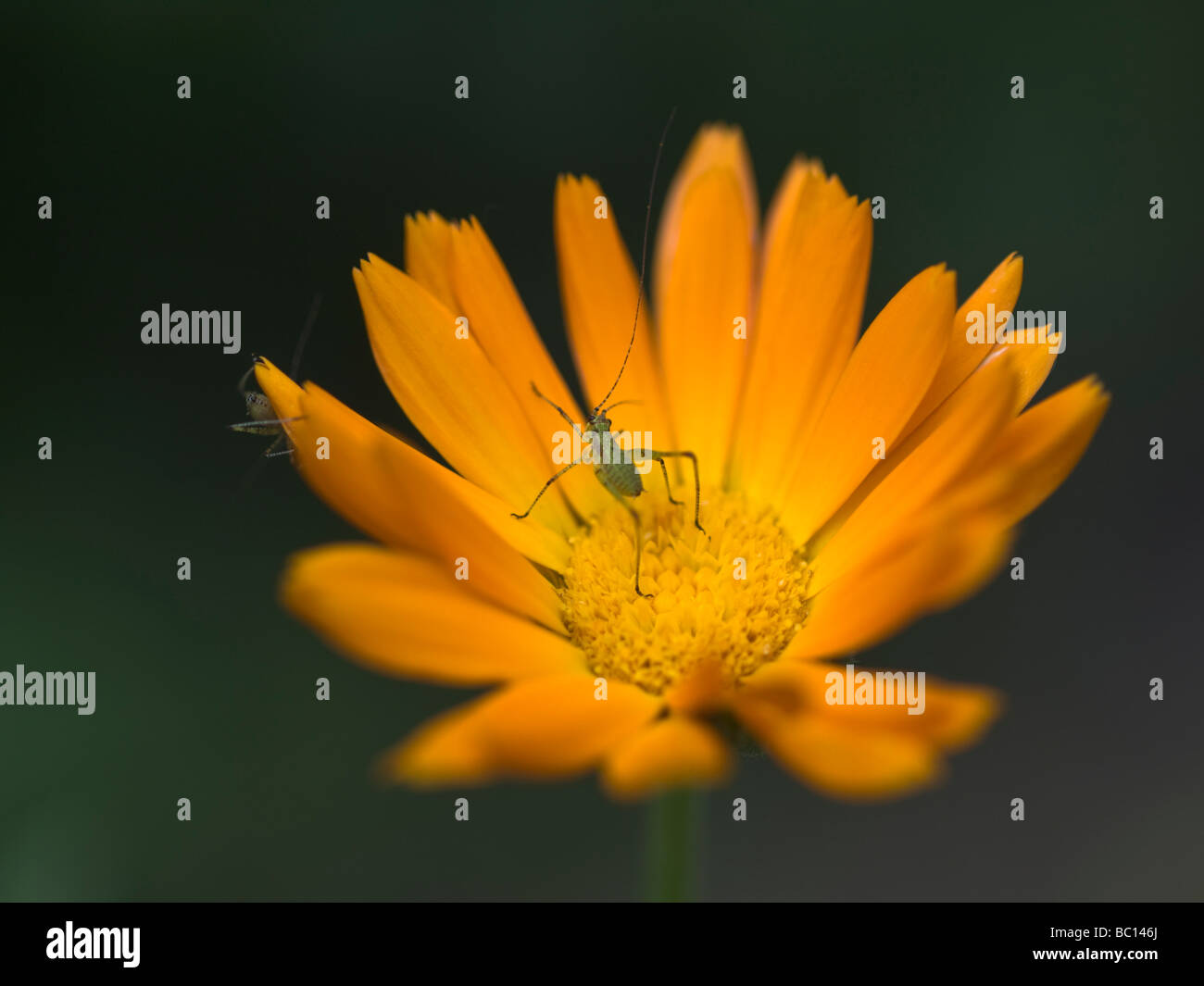 A gentle flower with a green bugs inside. Calendula officinalis Stock ...