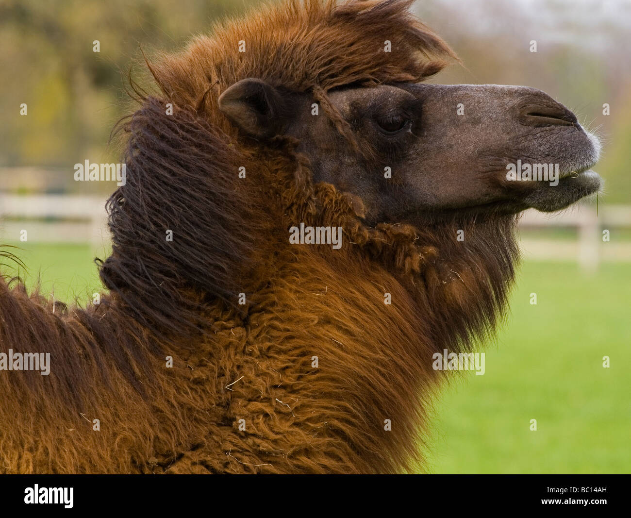 Even toed ungulate species hi-res stock photography and images - Alamy