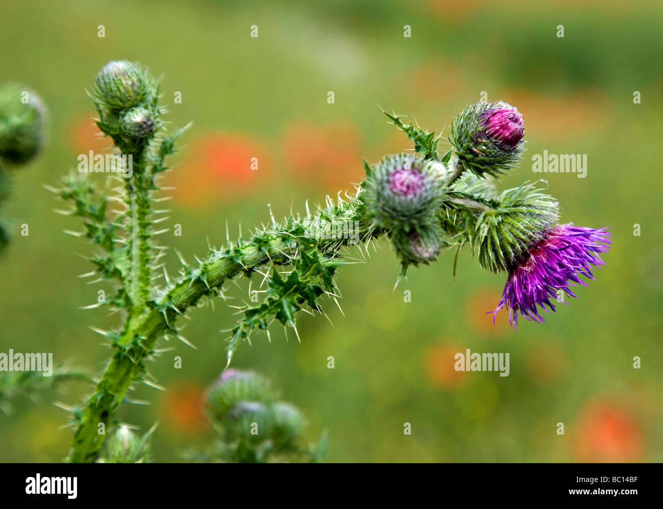 Thistle growing wild in scotland hi-res stock photography and images ...