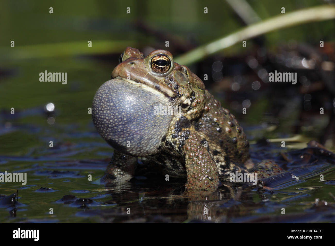 American Toad (Bufo americanus) Male calling to attract female - New ...