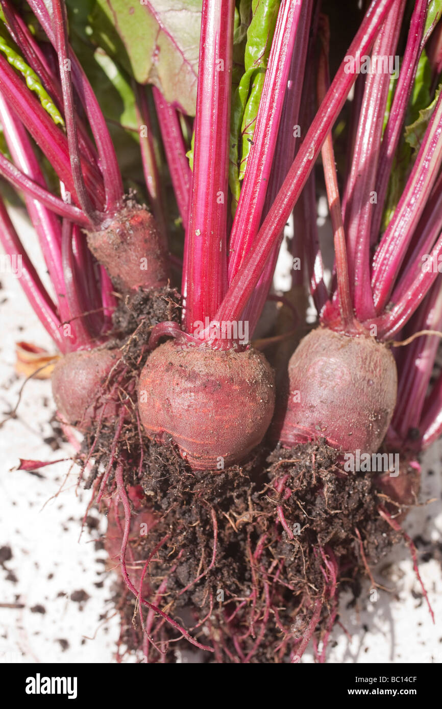 Baby beetroots hi-res stock photography and images - Alamy