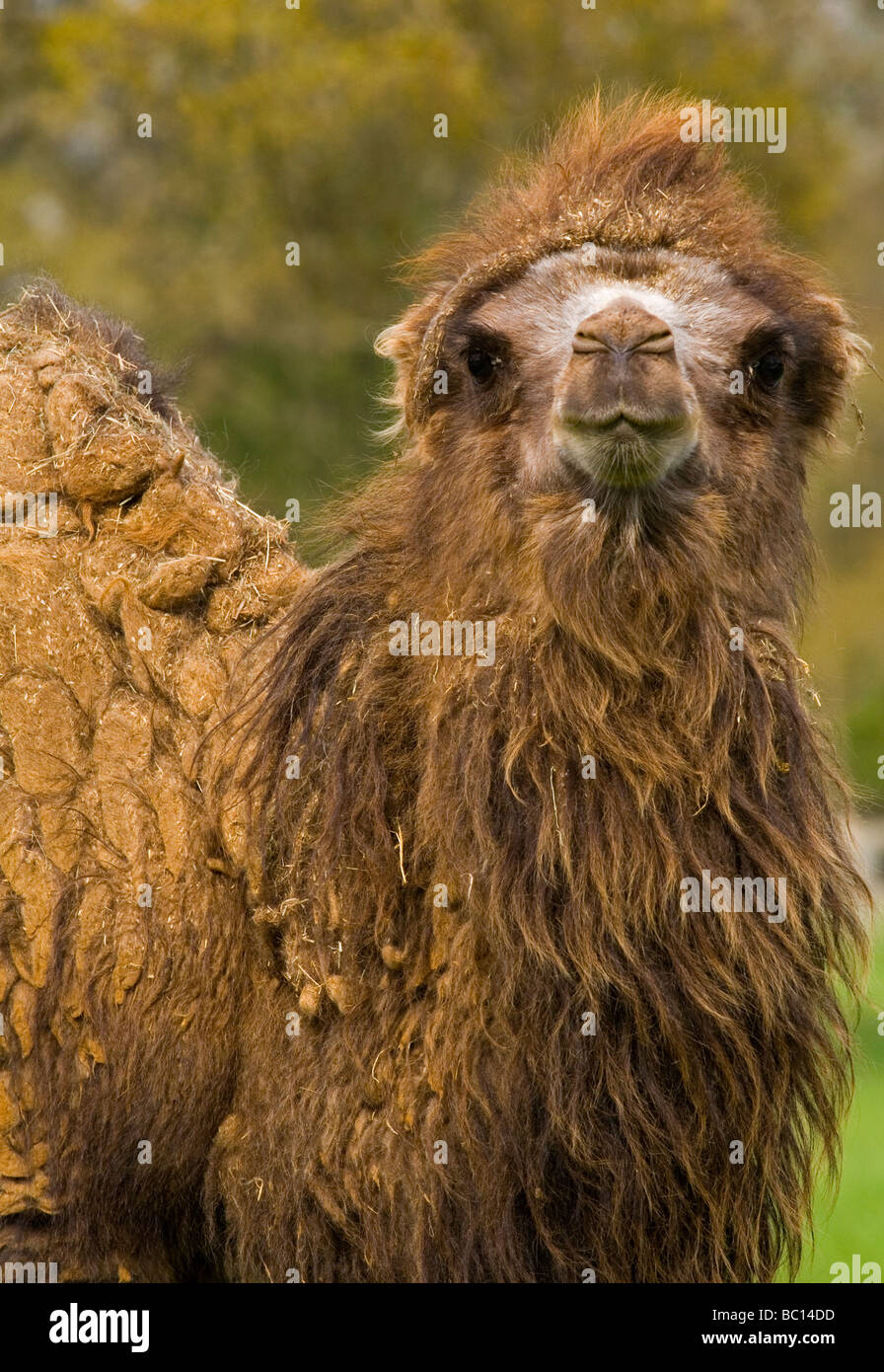 Head of Bactrian Camel Camelus bactrianus a large even-toed ungulate ...