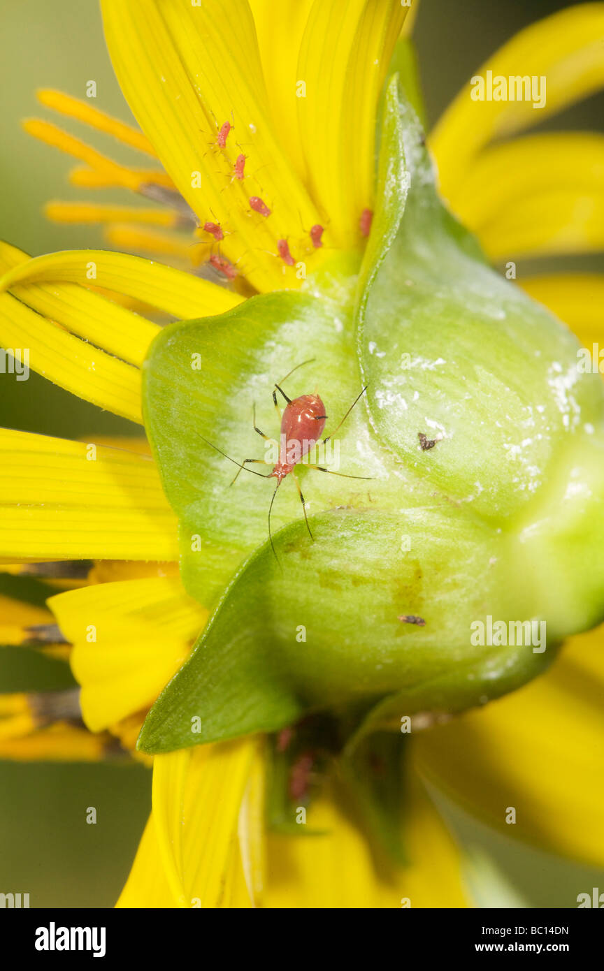 Aphid parasite hi-res stock photography and images - Alamy