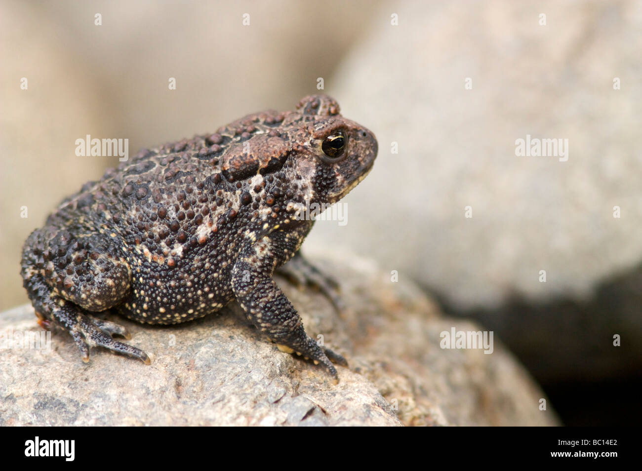 American toad anaxyrus americanus americanus hi-res stock photography ...