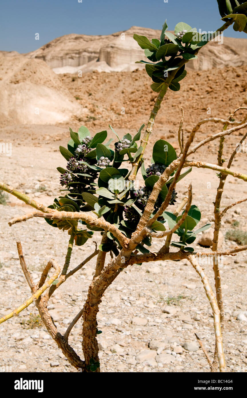 Negev desert in bloom hi-res stock photography and images - Alamy
