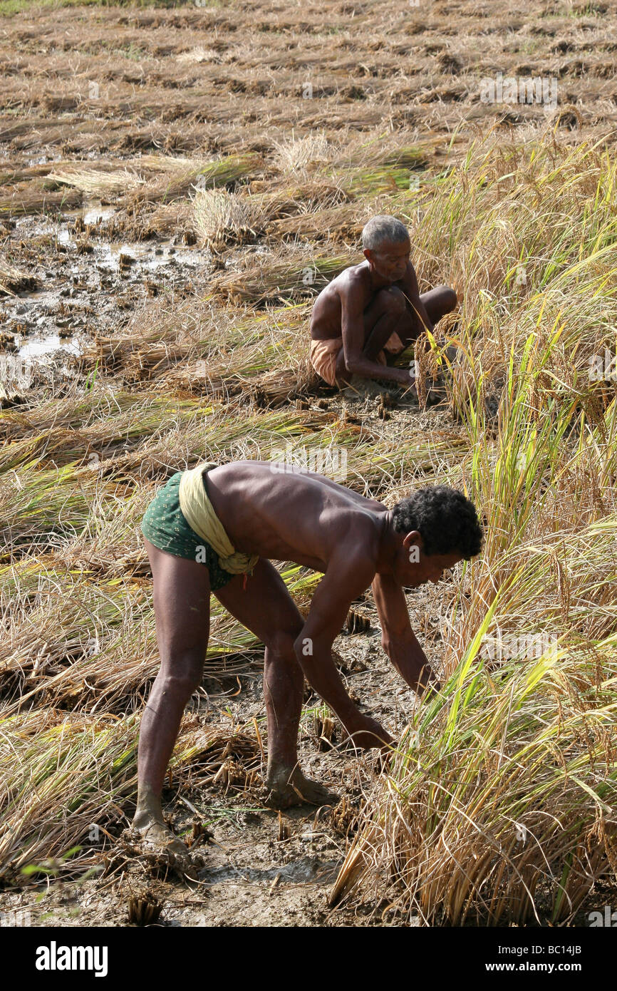 Indian rice farmer hi-res stock photography and images - Alamy