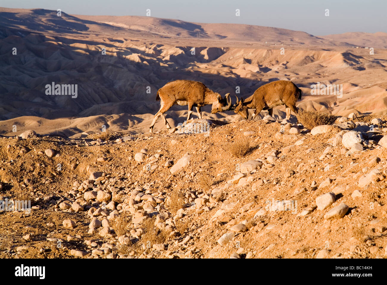 Mountain sheep ,indigenous to the negev desert and judea,Ibex Stock ...