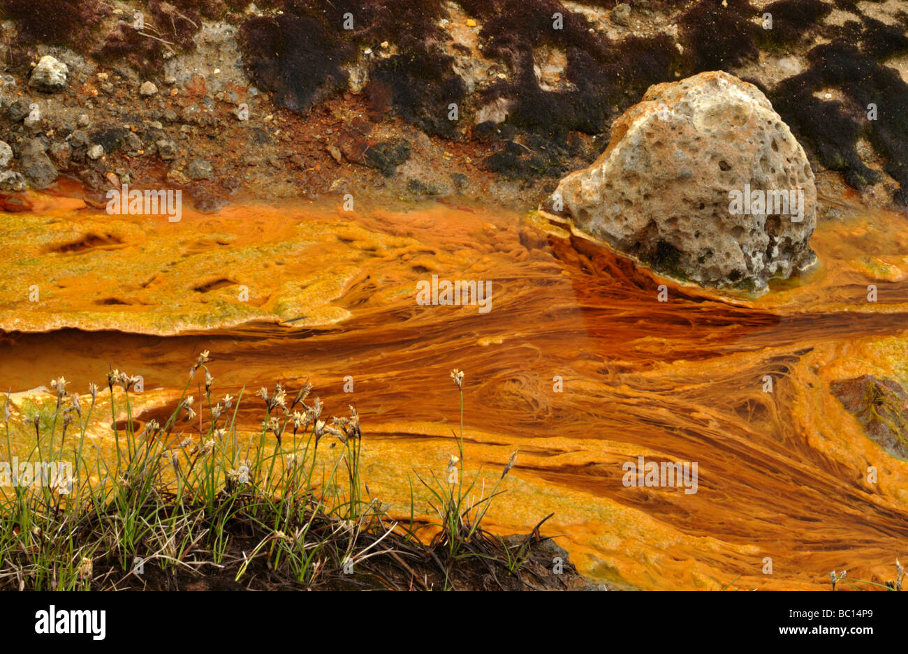 Orange algae hi-res stock photography and images - Alamy
