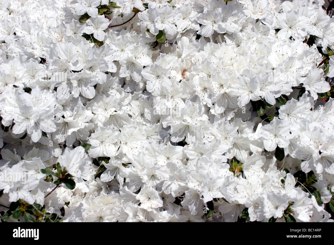 white azaleas in bloom Stock Photo - Alamy