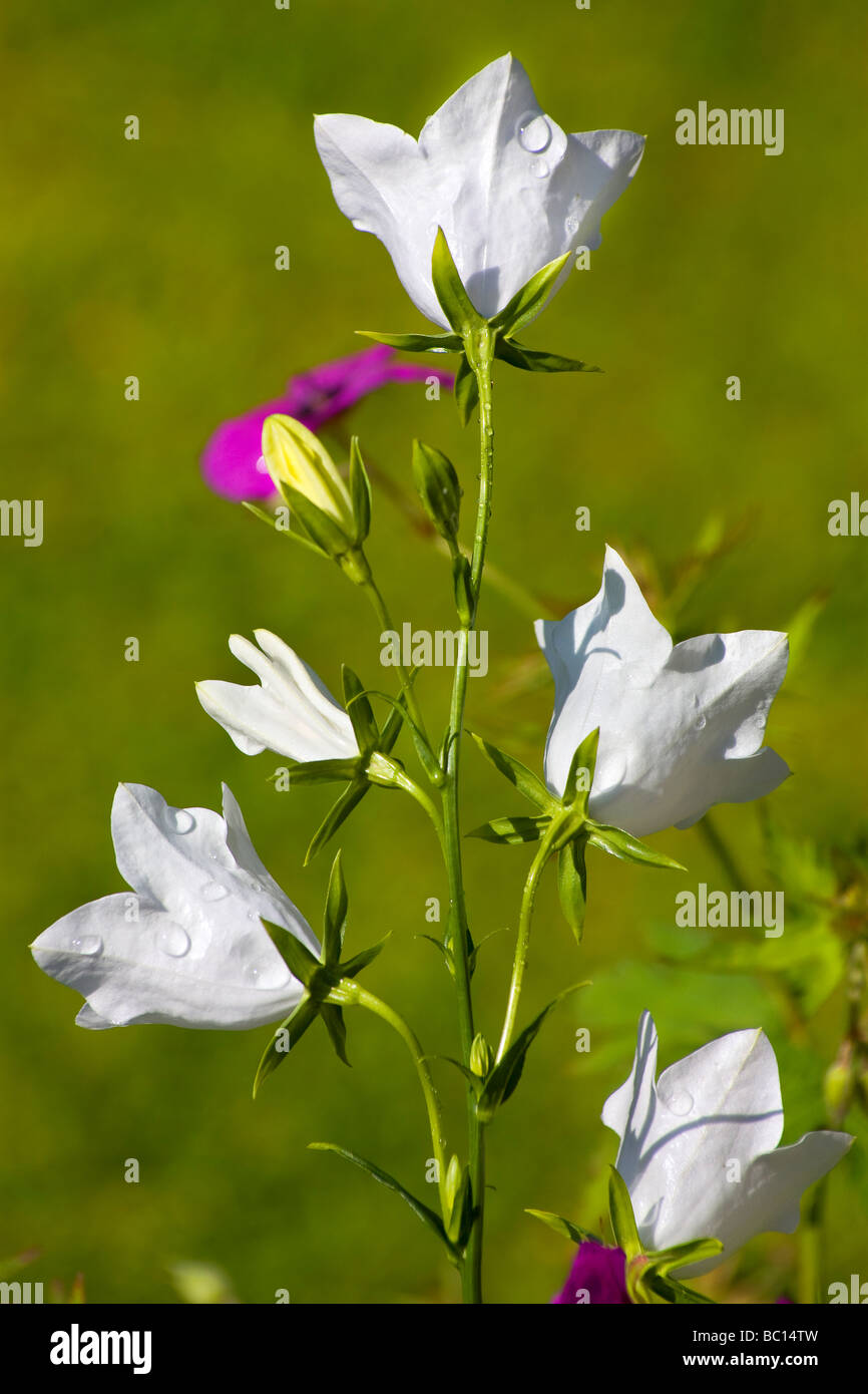 view of domestic rural english country garden plants and flowers Stock ...