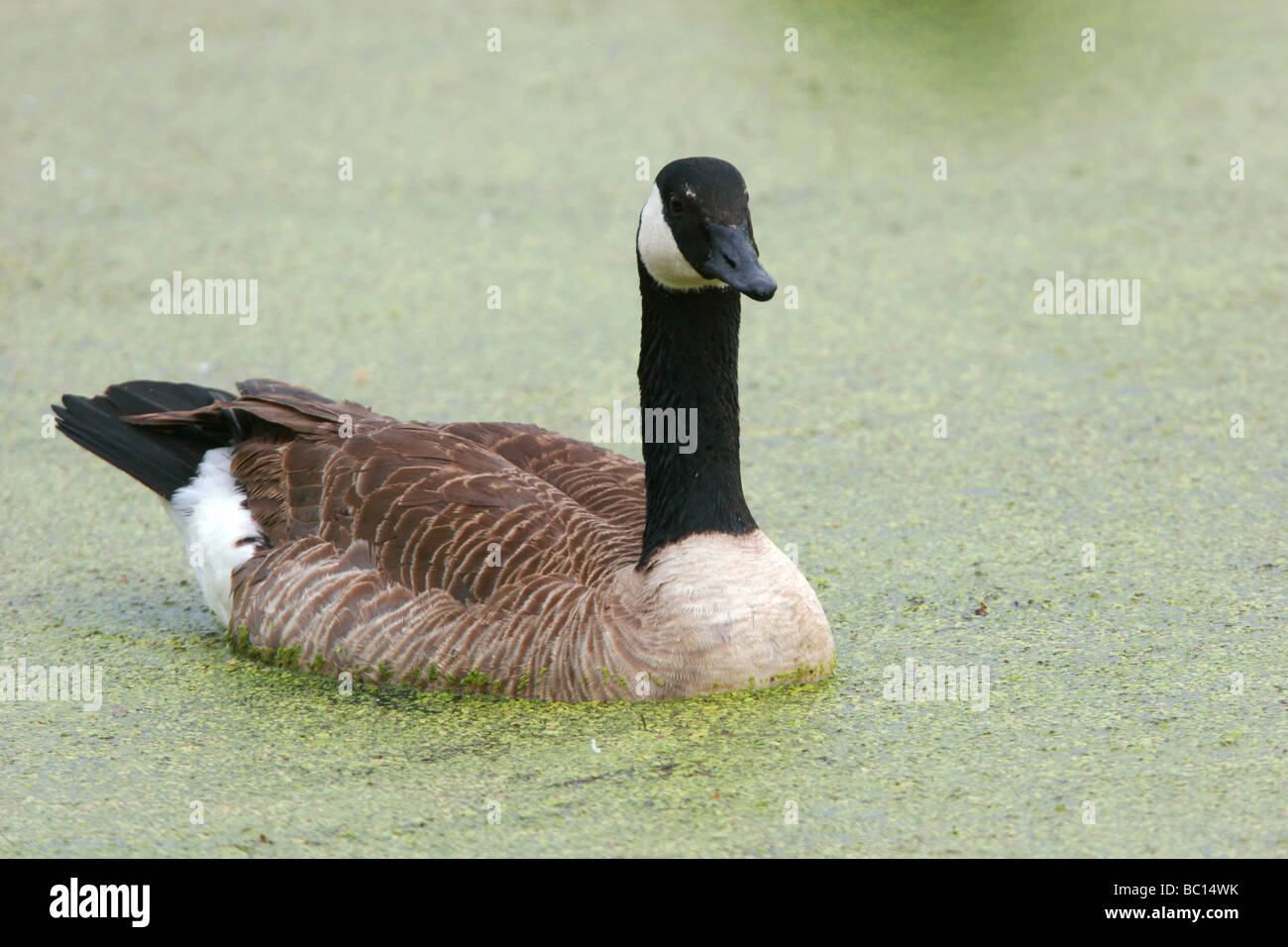 Canada goose branta canadensis in pond hi-res stock photography and ...