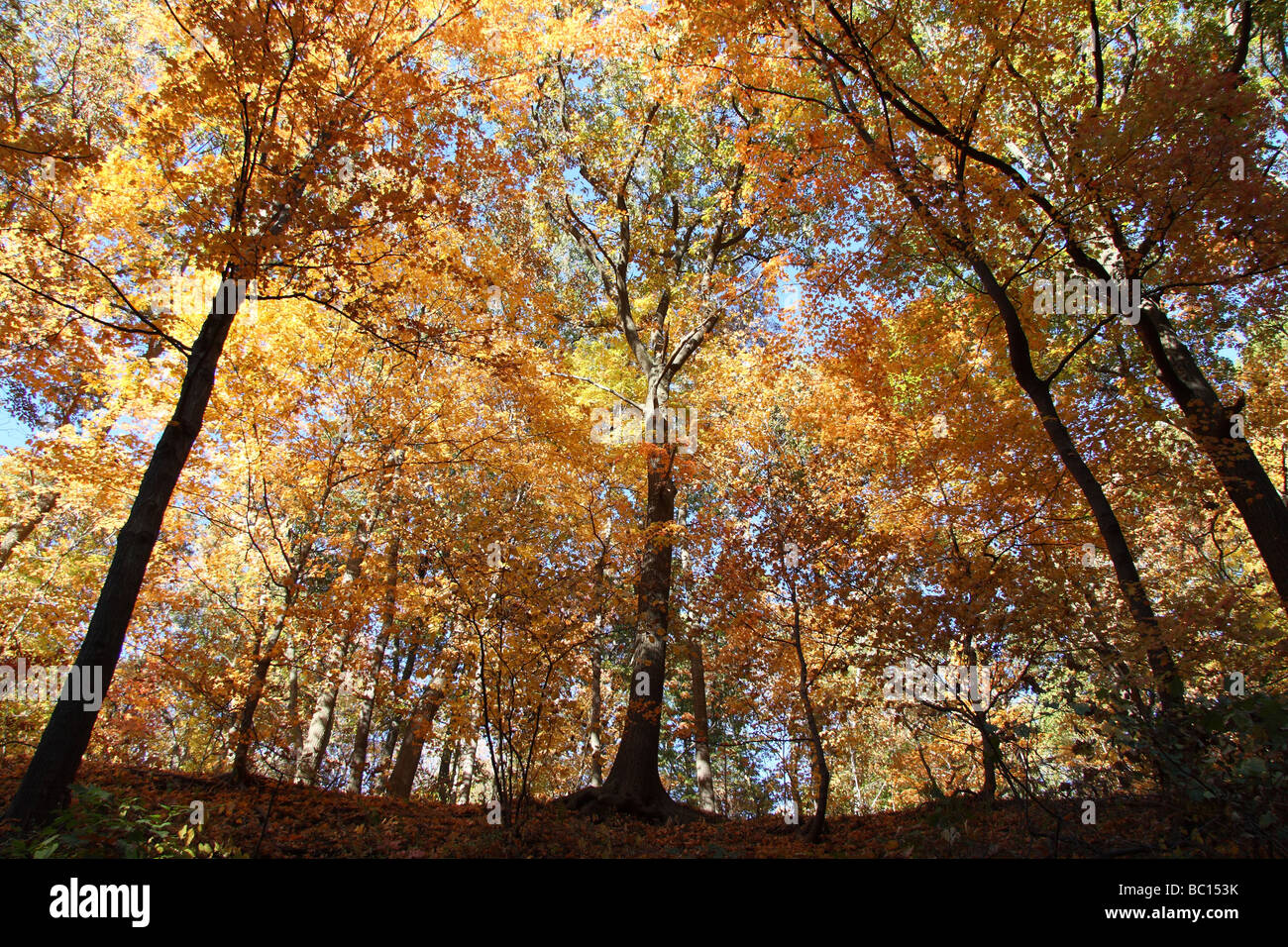 Fall Colors in the Forest Stock Photo - Alamy