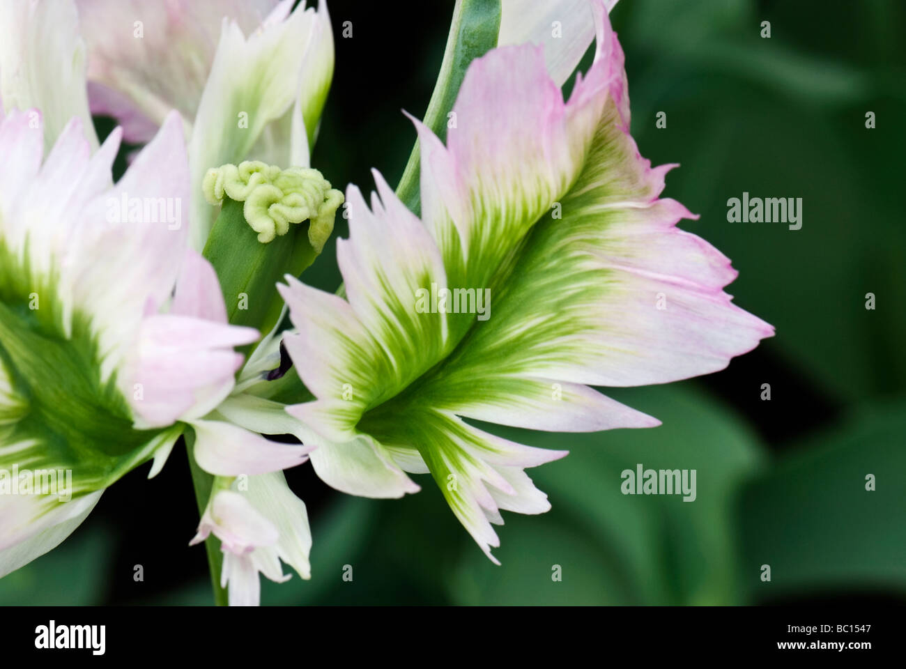 Parrot Tulipa "Green Wave" photographed at Keukenhof Gardens in Lisse ...