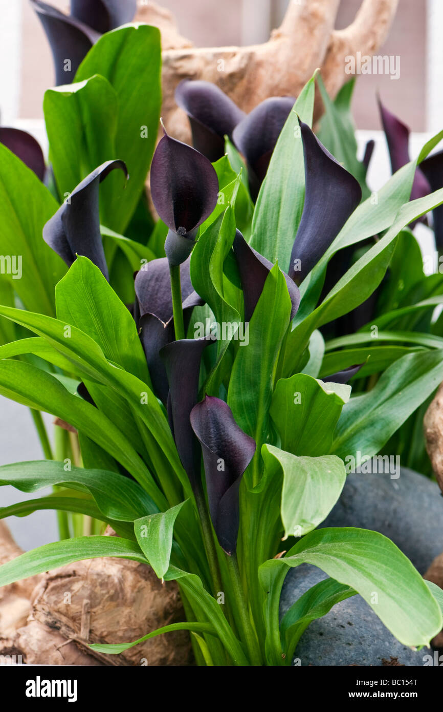 Netherlands calla hi-res stock photography and images - Alamy