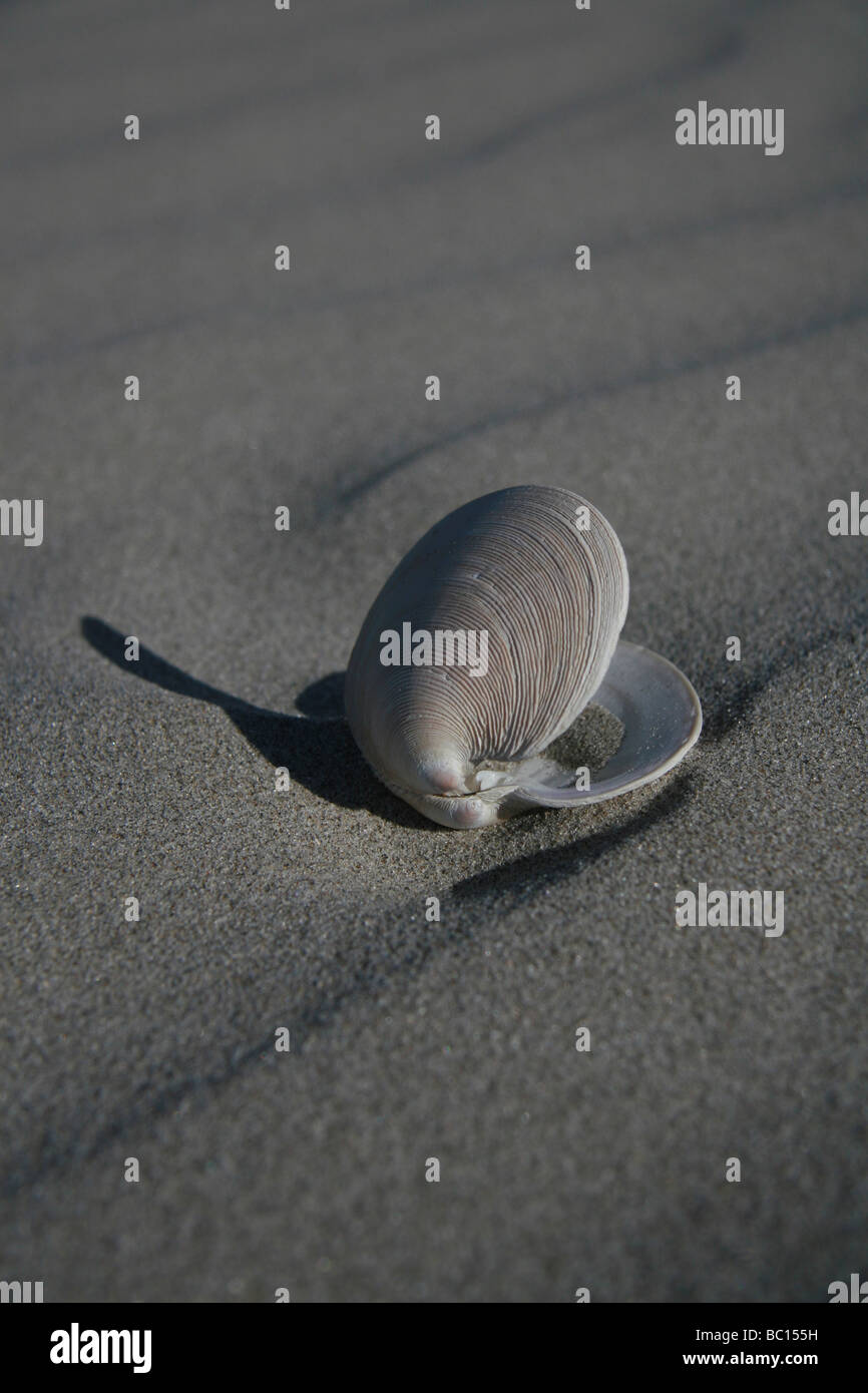 open shell on the sand dune Stock Photo - Alamy